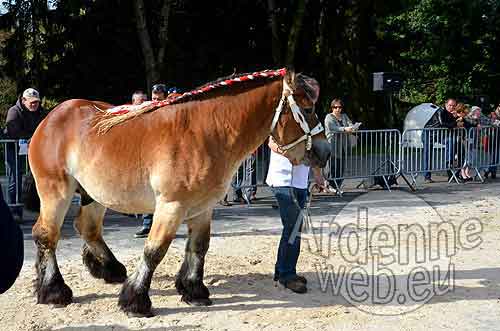 Cheval de trait ardennais | Ardenne Web