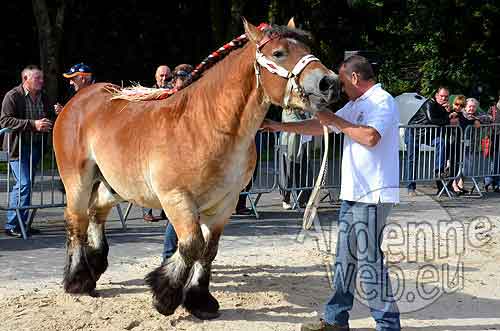 Cheval de trait ardennais | Ardenne Web